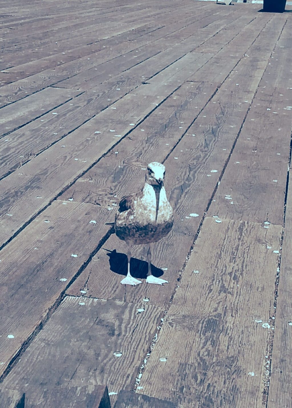 Home - The Outlaw Steve Corbett